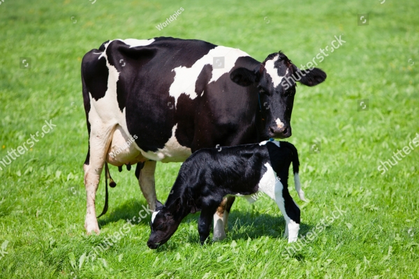 Ultrasound Pregnancy Scanning Equipment for Cows / Cattle