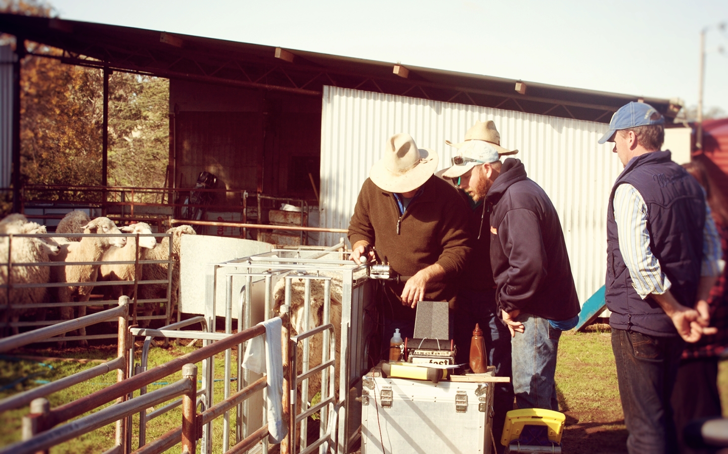 Ultrasound Pregnancy Scanning Equipment for Cows / Cattle
